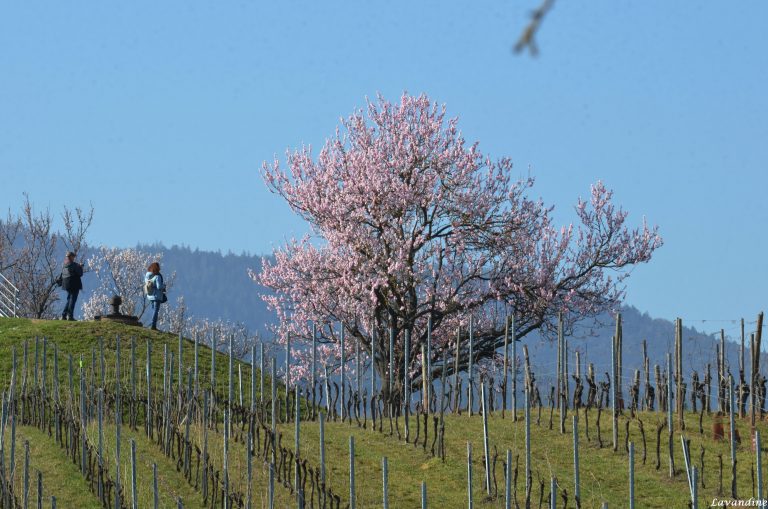 A Mittelwihr, les amandiers sont en fleurs – Au bout de la Lorgnette
