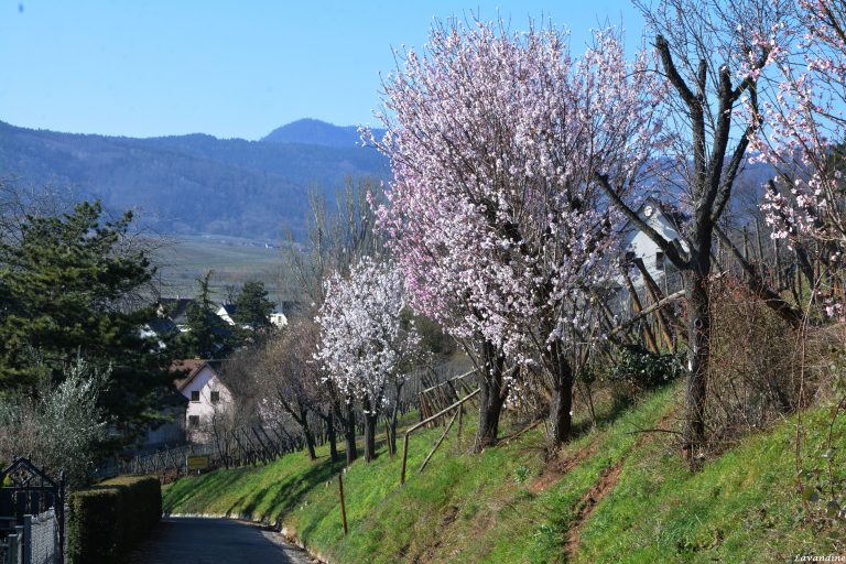 A Mittelwihr, les amandiers sont en fleurs – Au bout de la Lorgnette