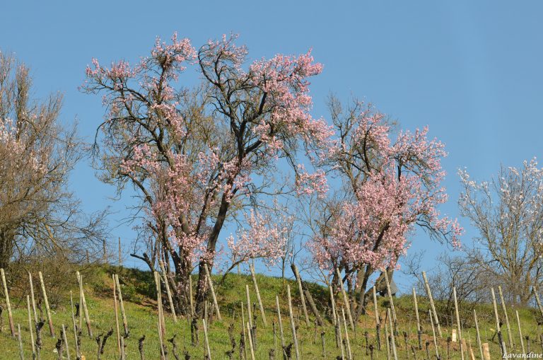 A Mittelwihr, les amandiers sont en fleurs – Au bout de la Lorgnette